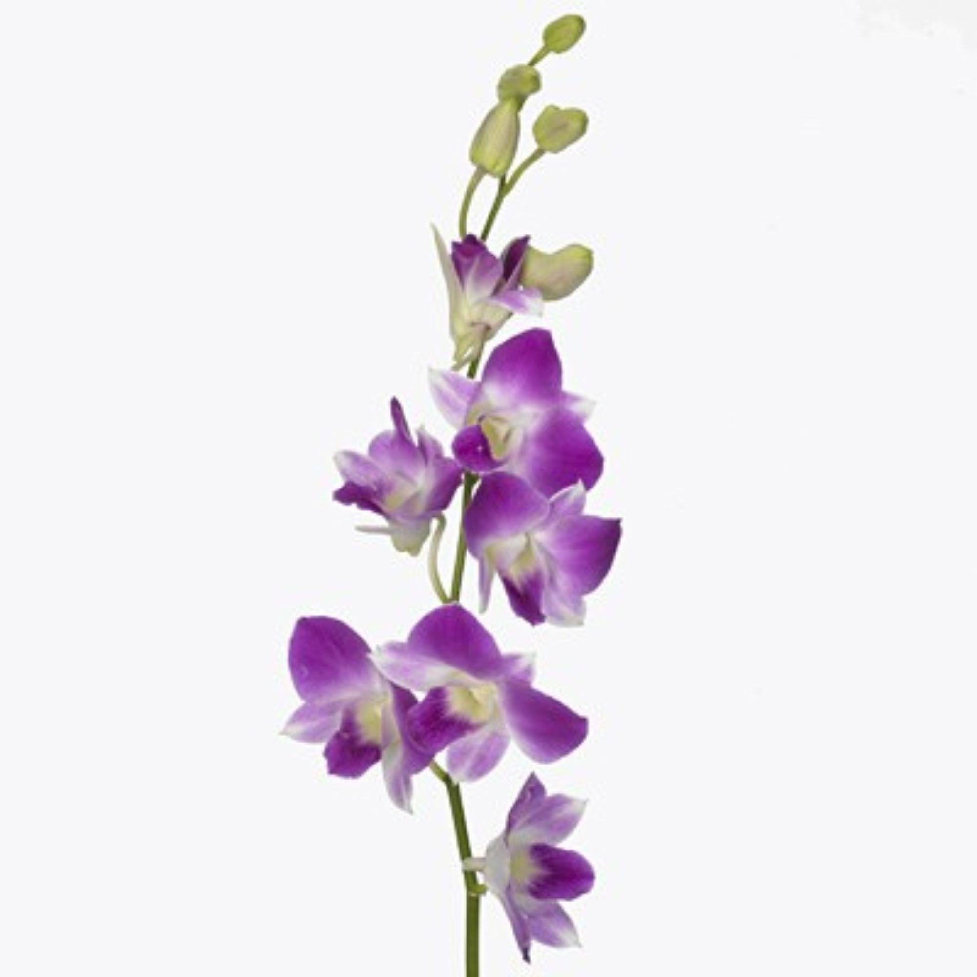 Orchid Dendrobium Fresh Cut Flowers in Kolkata – Oriental Flowers