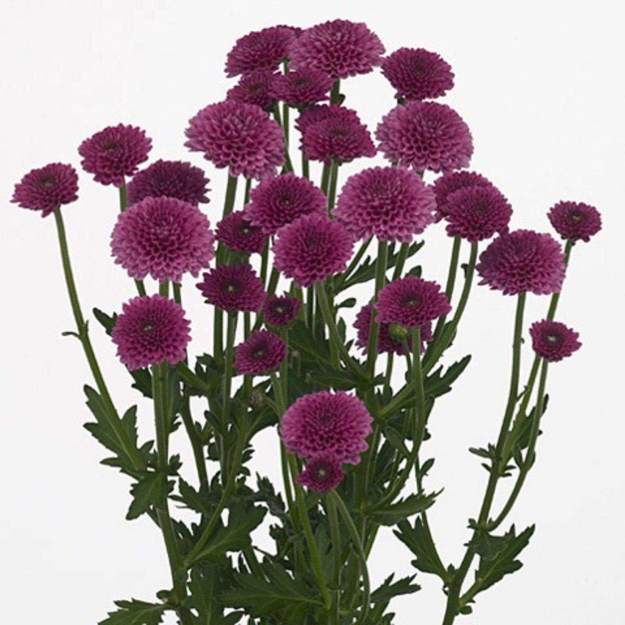 Chrysanthemum Button Fresh Cut Flower In Kolkata – Oriental Flowers