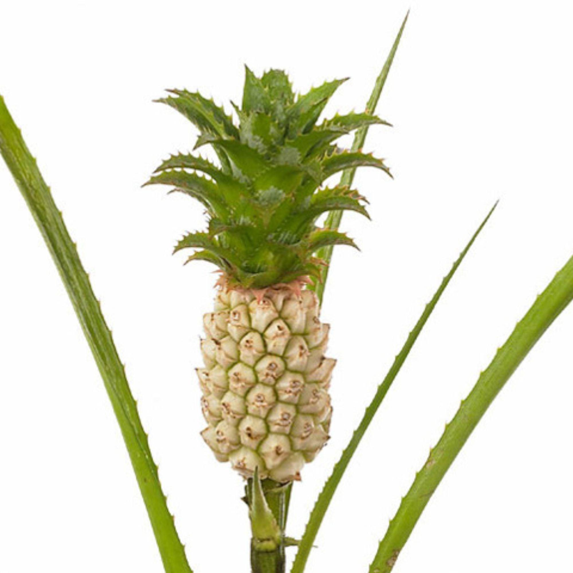 Ornamental Pineapple Fresh Cut Flower In Kolkata – Oriental Flowers