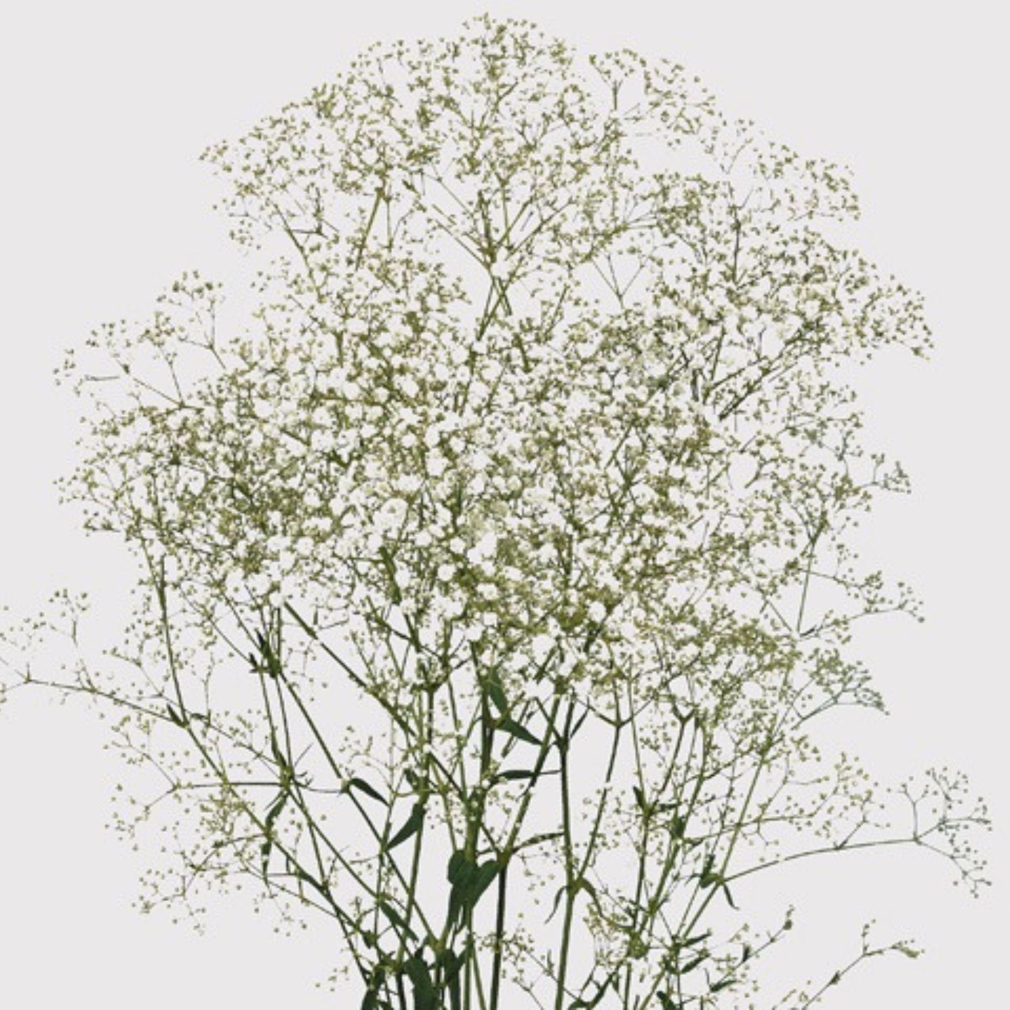 Gypsophila Fresh Cut Flower Buy In Kolkata – Oriental Flowers