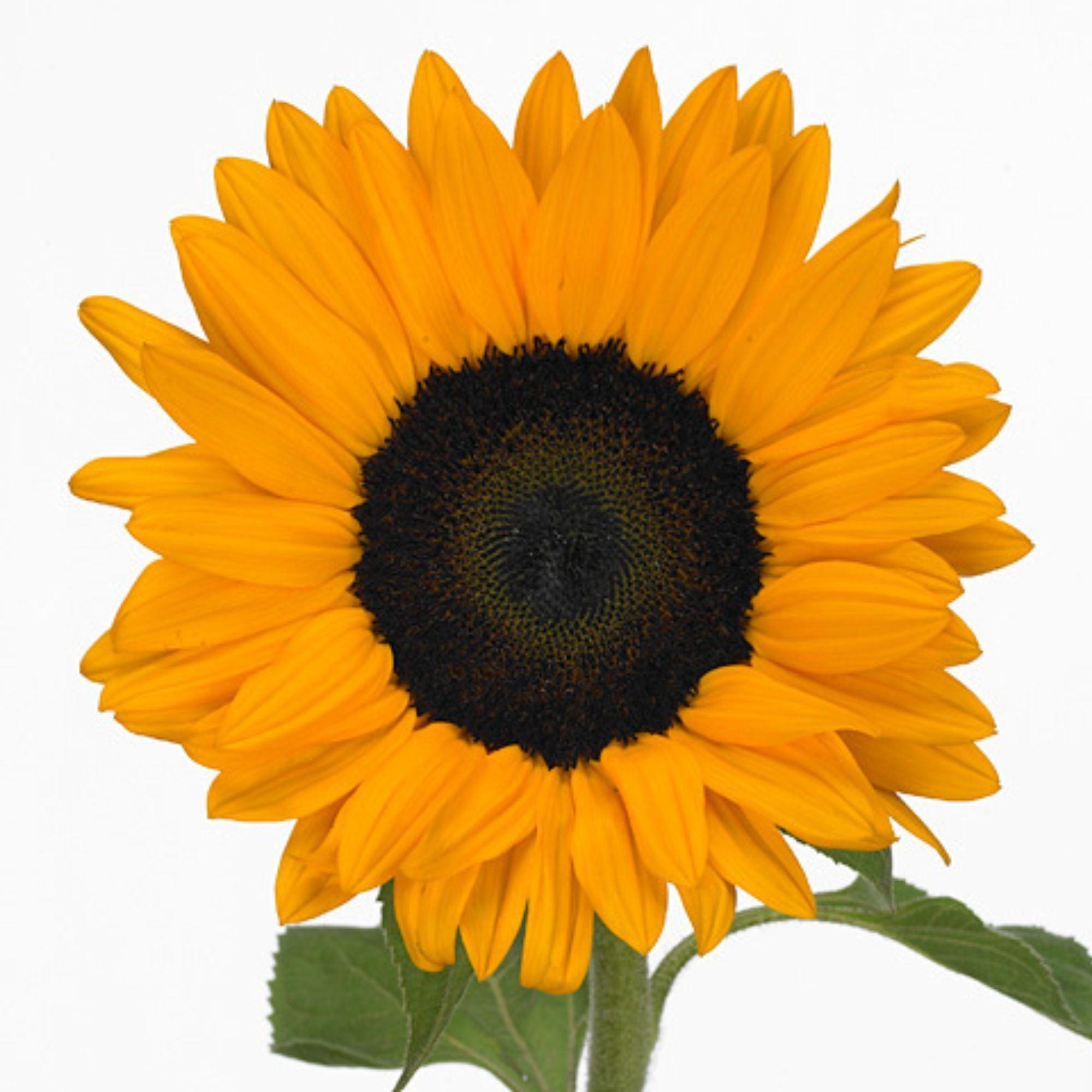 Sunflower Fresh Cut Flower In Kolkata – Oriental Flowers